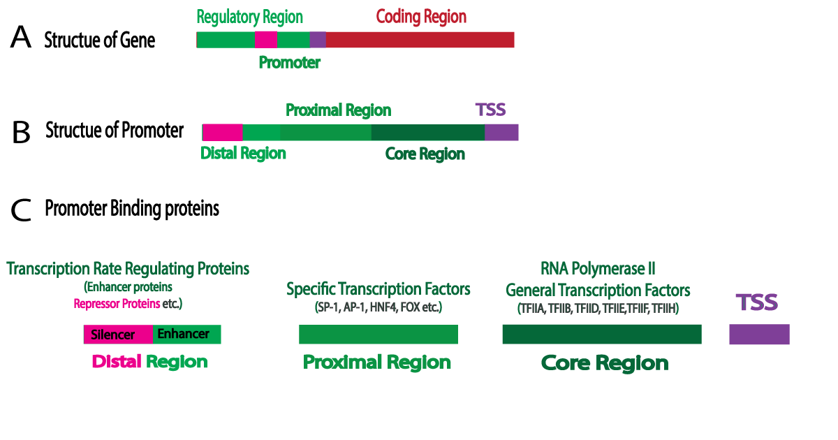 Promoter of a Gene: Basic Structure and Function in Eukaryotic Cells ...