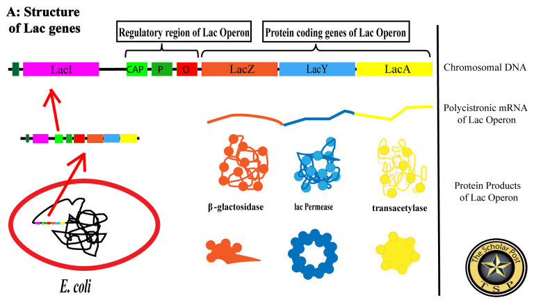 The Lac Operon: A Comprehensive Study to Its Structure and Mechanism ...